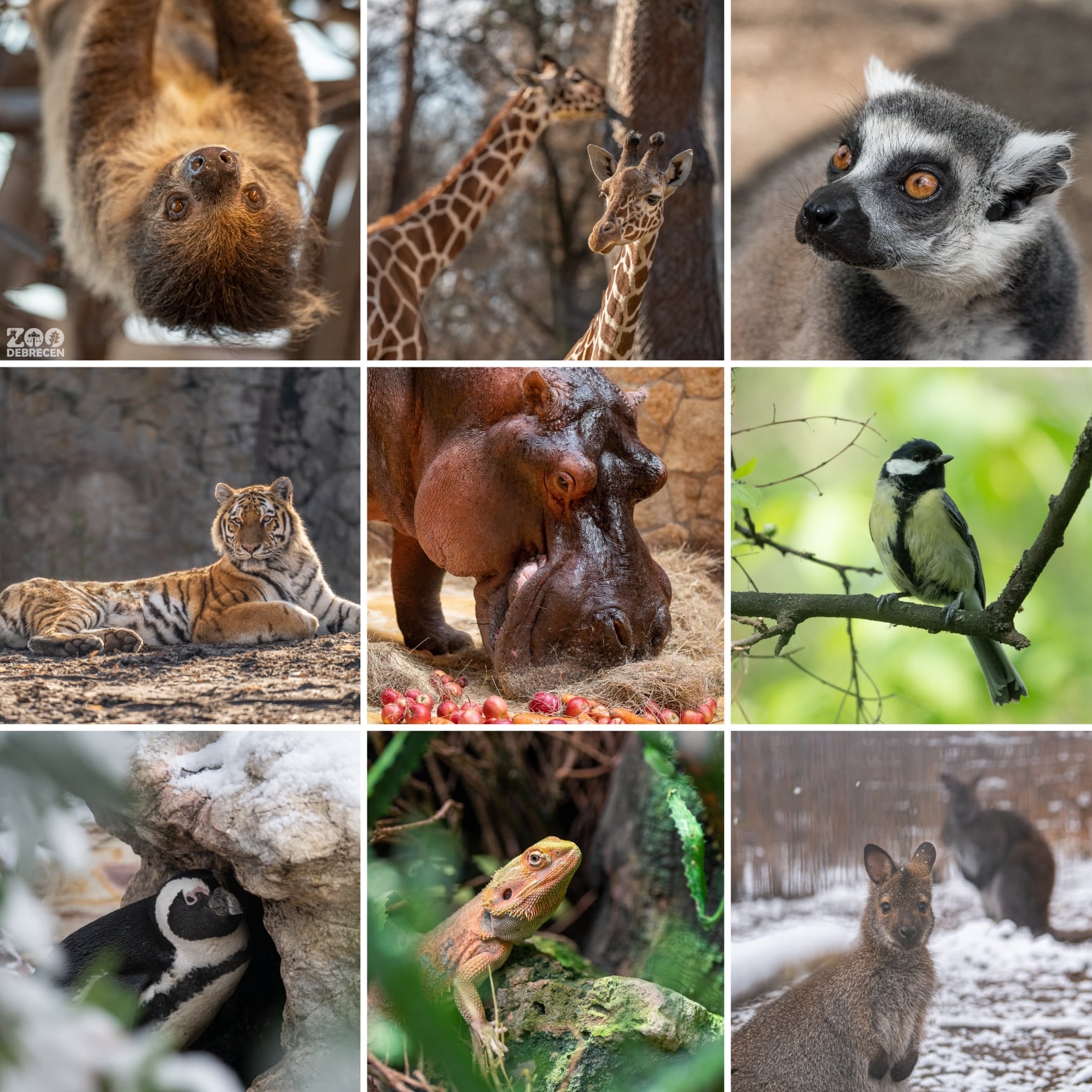 The 65-year-old Zoo Debrecen opens the year with Chirpy Family Day ...